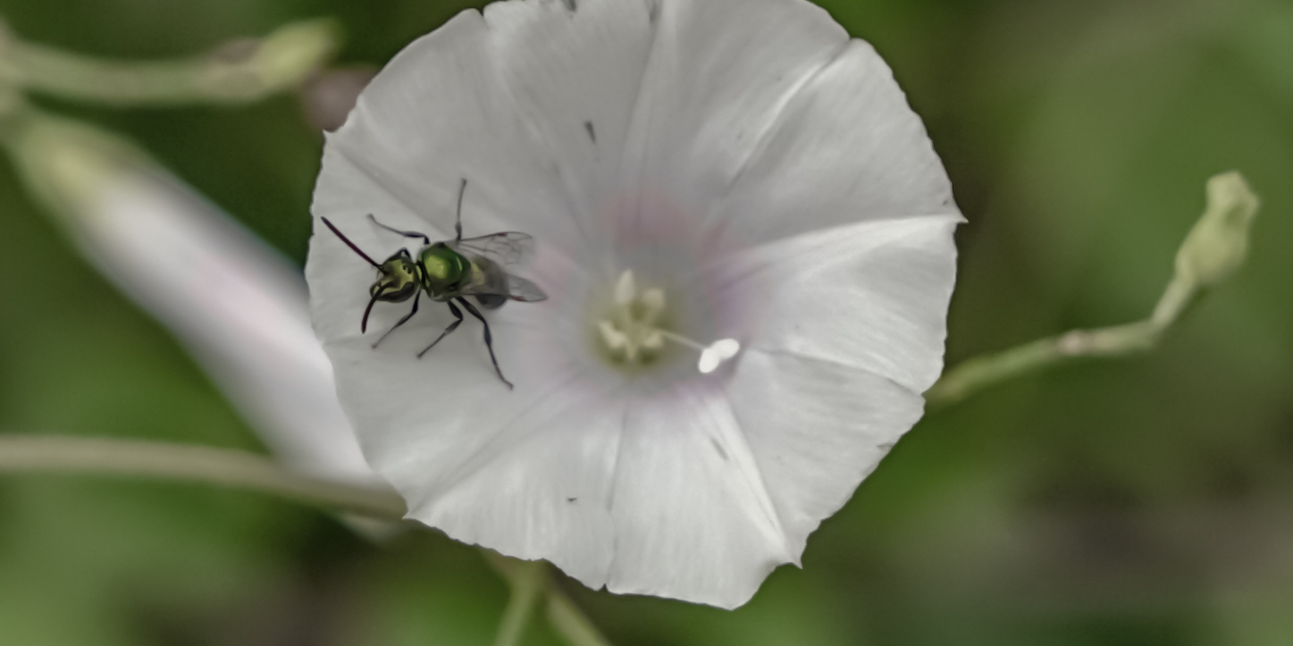 Online Zen-Tag mit ZM Hyon Ja – Samstag, 11. Juni 2022 - Zen in Wien