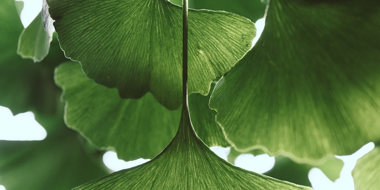 Zen Day on Saturday, October 5, 2024 (hybrid) - Zen in Wien