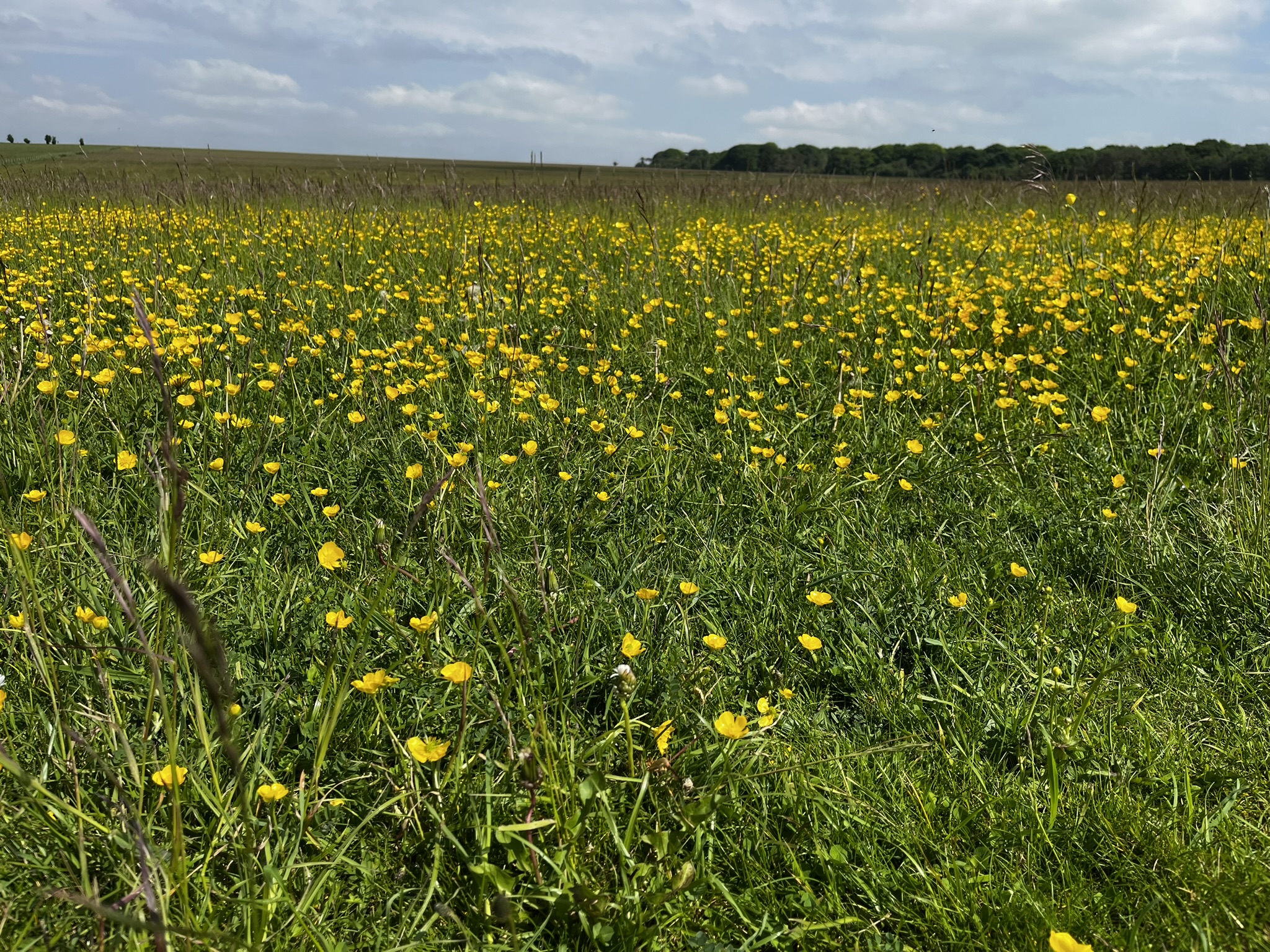 Zen Master Hyon Ja: Sangha (Dharma Note) - Zen in Wien