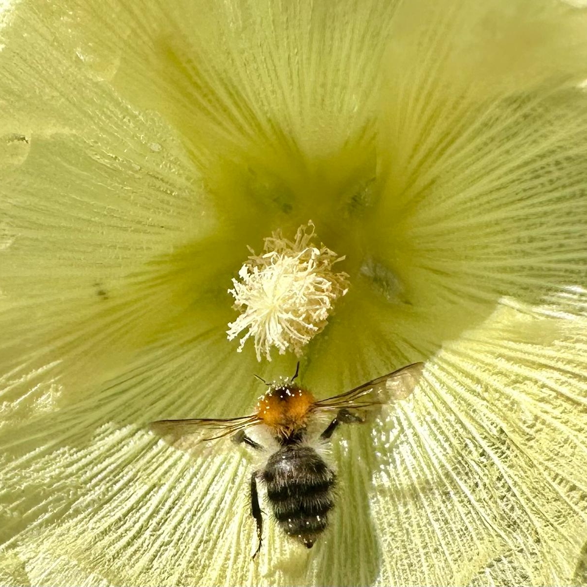 Dharma-Karten - Zen in Wien