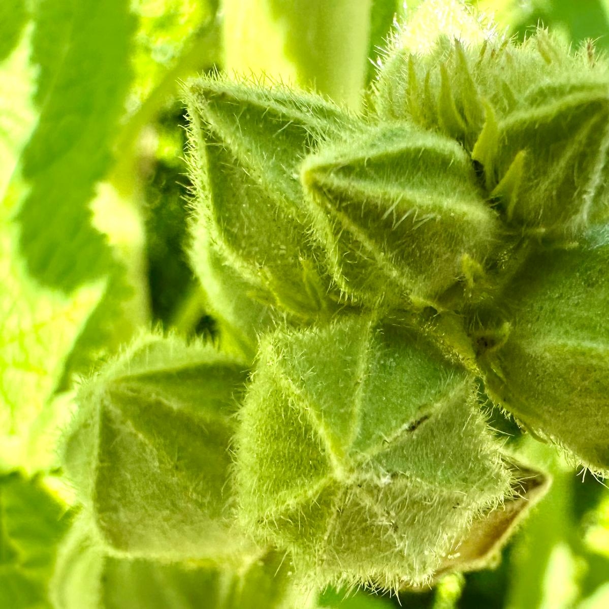 Jan Sendzimir JDPSN: Letter to a student (2024) - Zen in Wien